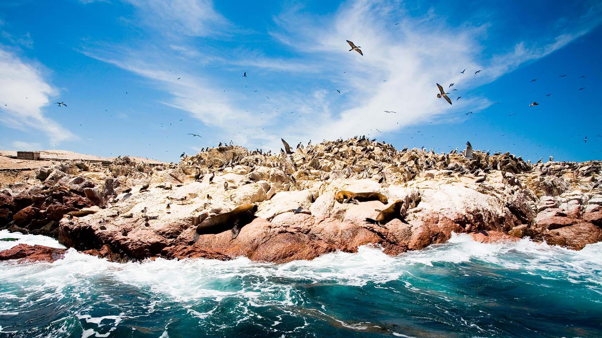 Paracas und Ballestas Inseln: Seelöwen, Pinguine und Mysterien.