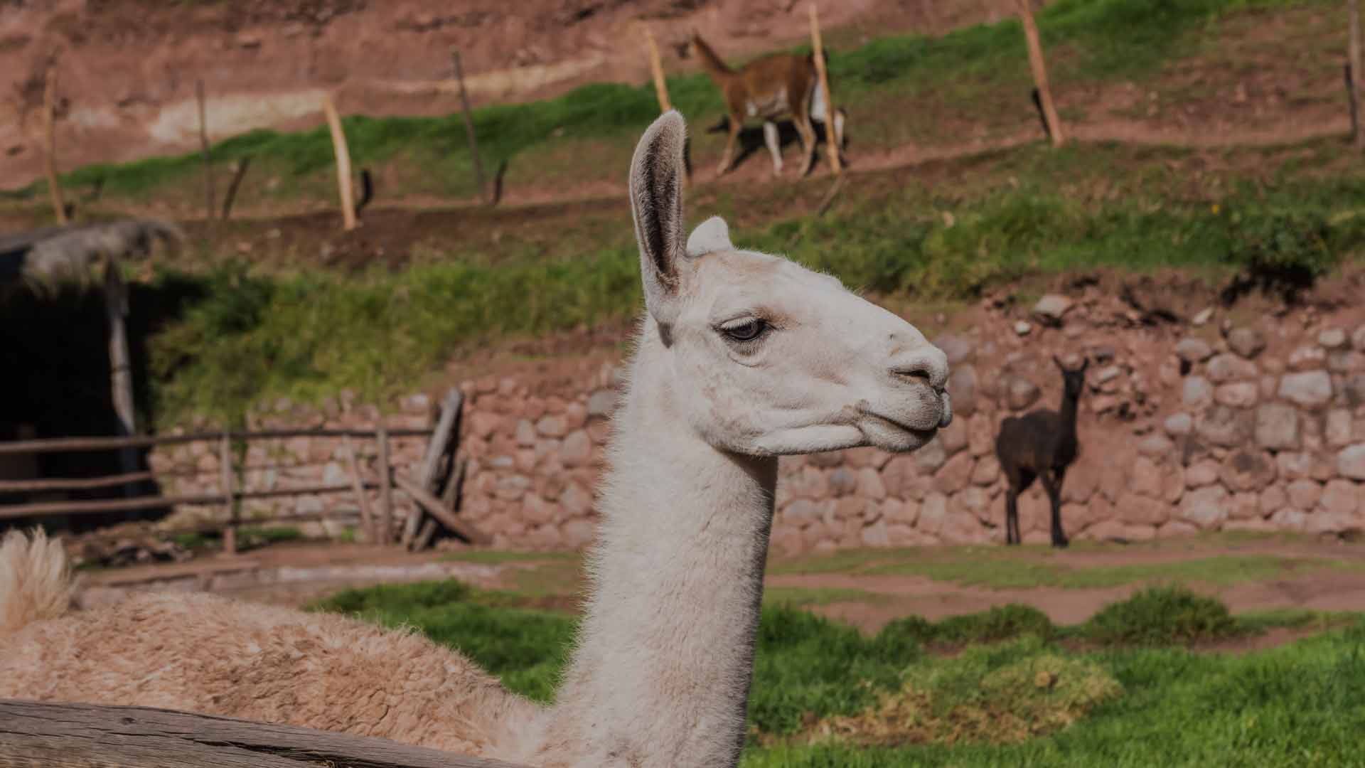 Camelid