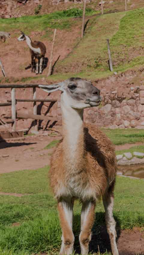 Cusco: Peru’s Living Empire - Peru Travel