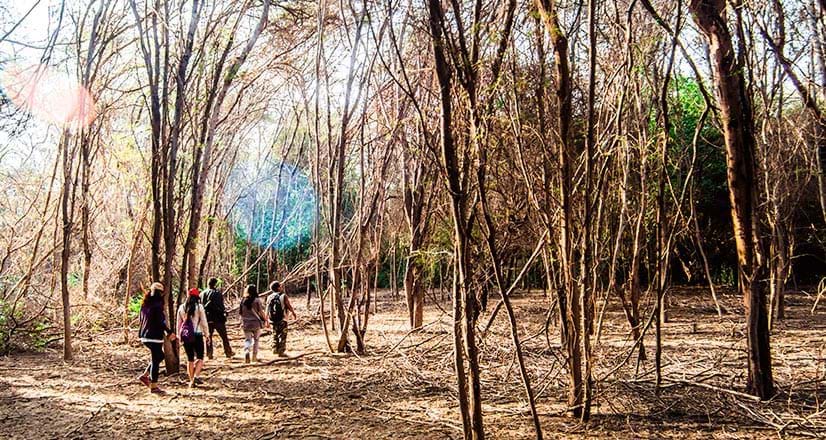 Pomac forest, paradise of the Lord of Sican