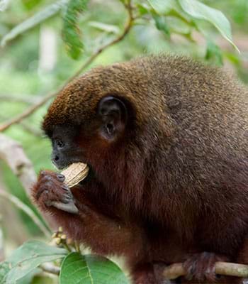 Monkey Island