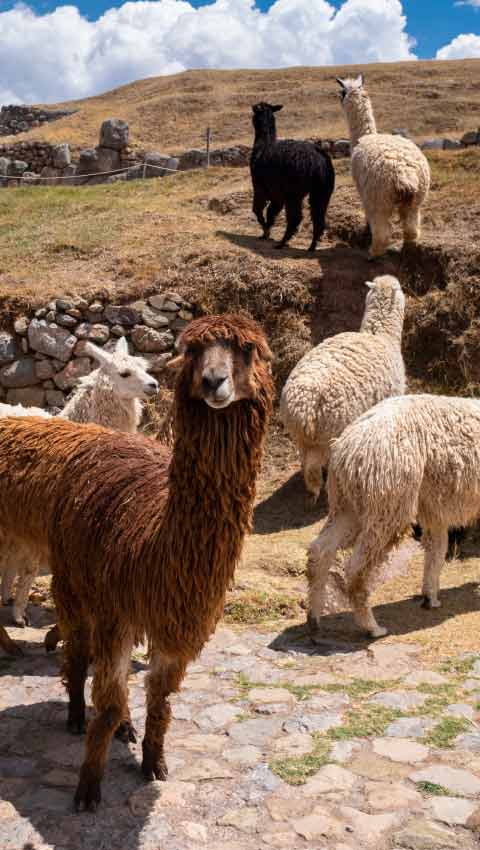 Mirador de Yanahuara en Arequipa | Perú Travel