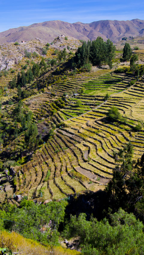 Tacna, donde desiertos y valles fértiles se encuentran