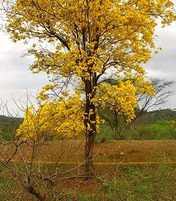 Bosques de Tumbes, Hermosa biodiversidad