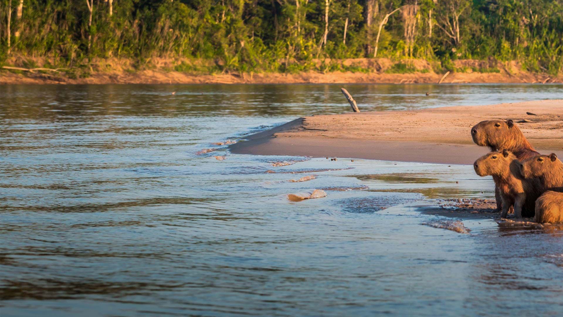 Río Amazonas, el río más caudaloso y largo del mundo