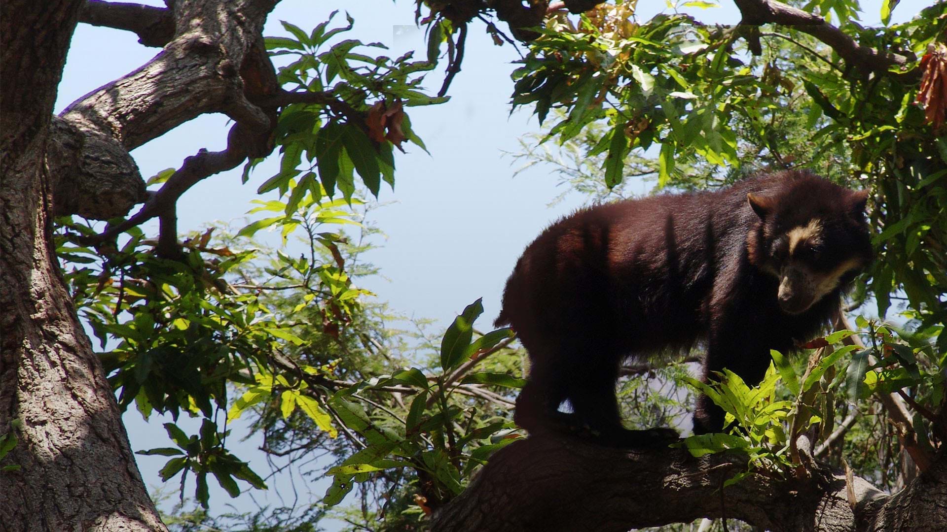 Reserva Ecológica Chaparrí | Peru.Travel