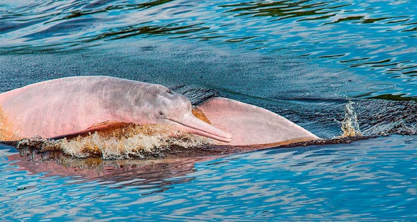 Riserva Nazionale Pacaya Samiria, il secondo posto migliore per la ...