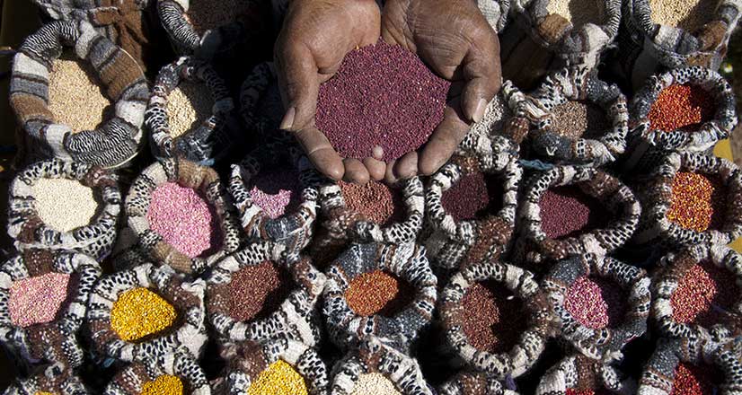 Andean Grains’ Day