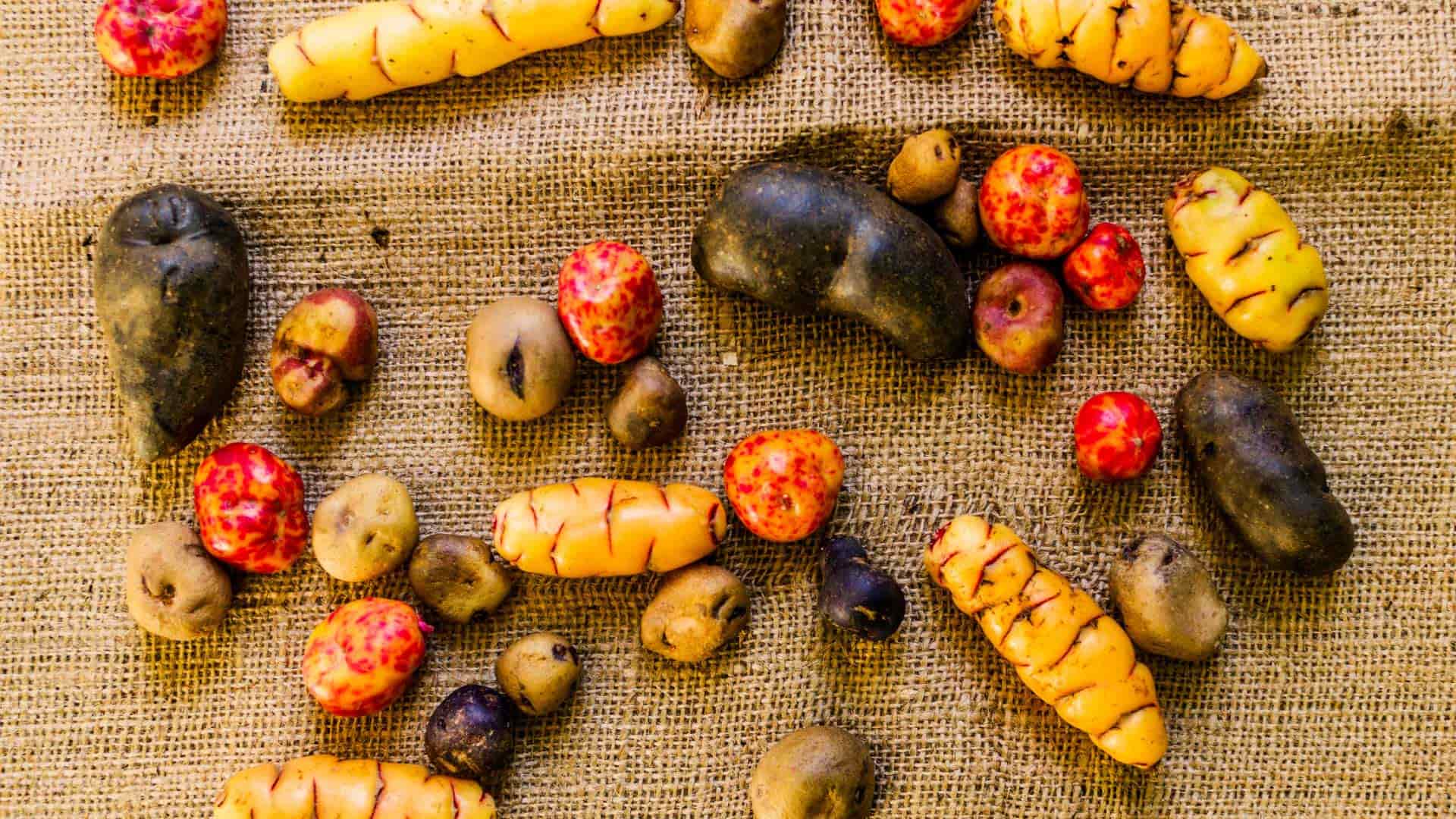 Celebrate National Potato Day - Peru Travel