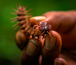 In Manu National Park biodiversity is celebrating