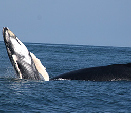 Avistamiento de fauna marina en Tumbes, un tesoro en el mar