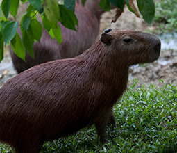 Avistamiento de Flora y Fauna en Loreto, esencia de vida