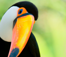 Learn about the animals that were considered sacred in the Inca Empire.