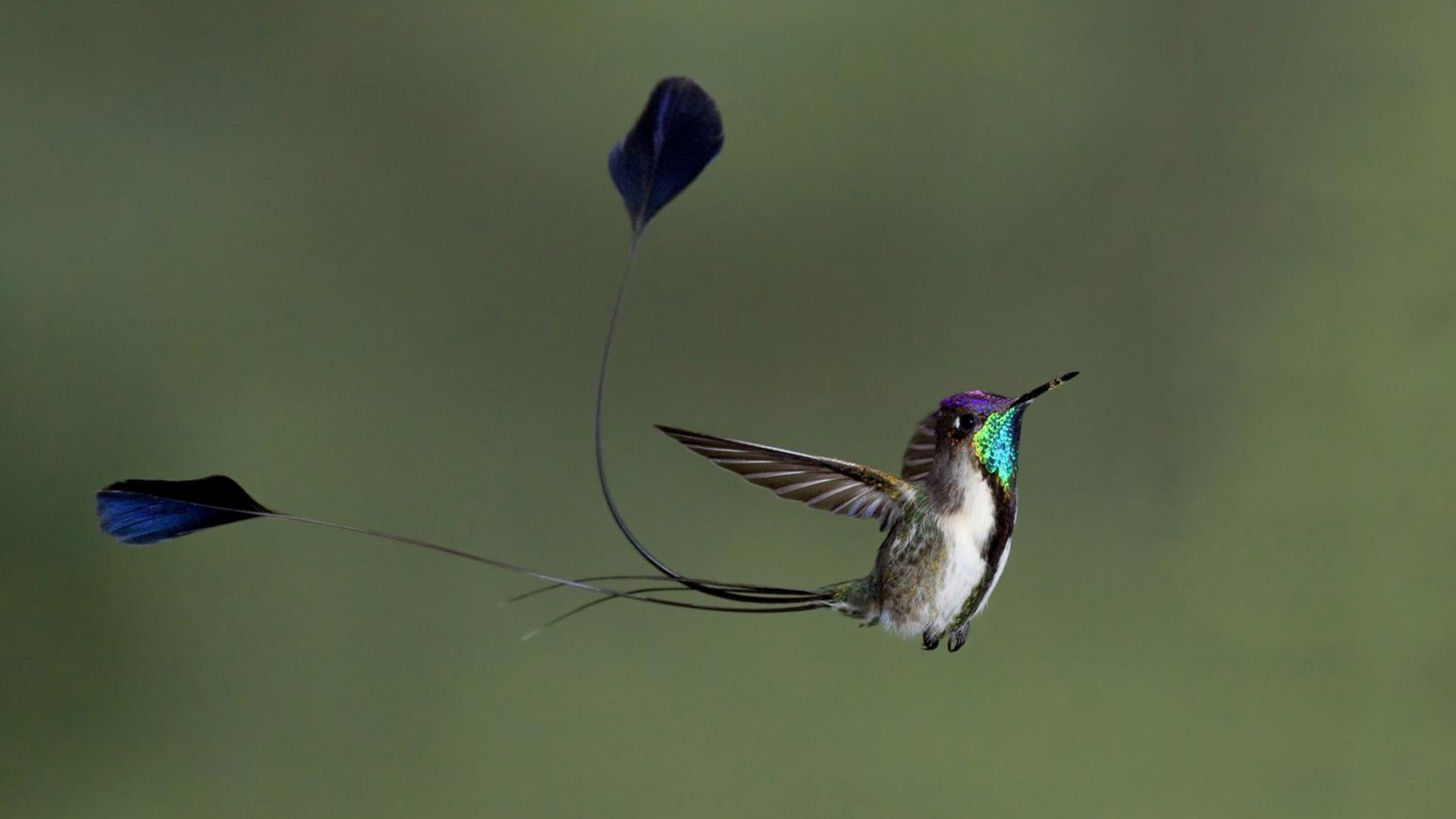 Spatuletail Hummingbird Wallpaper