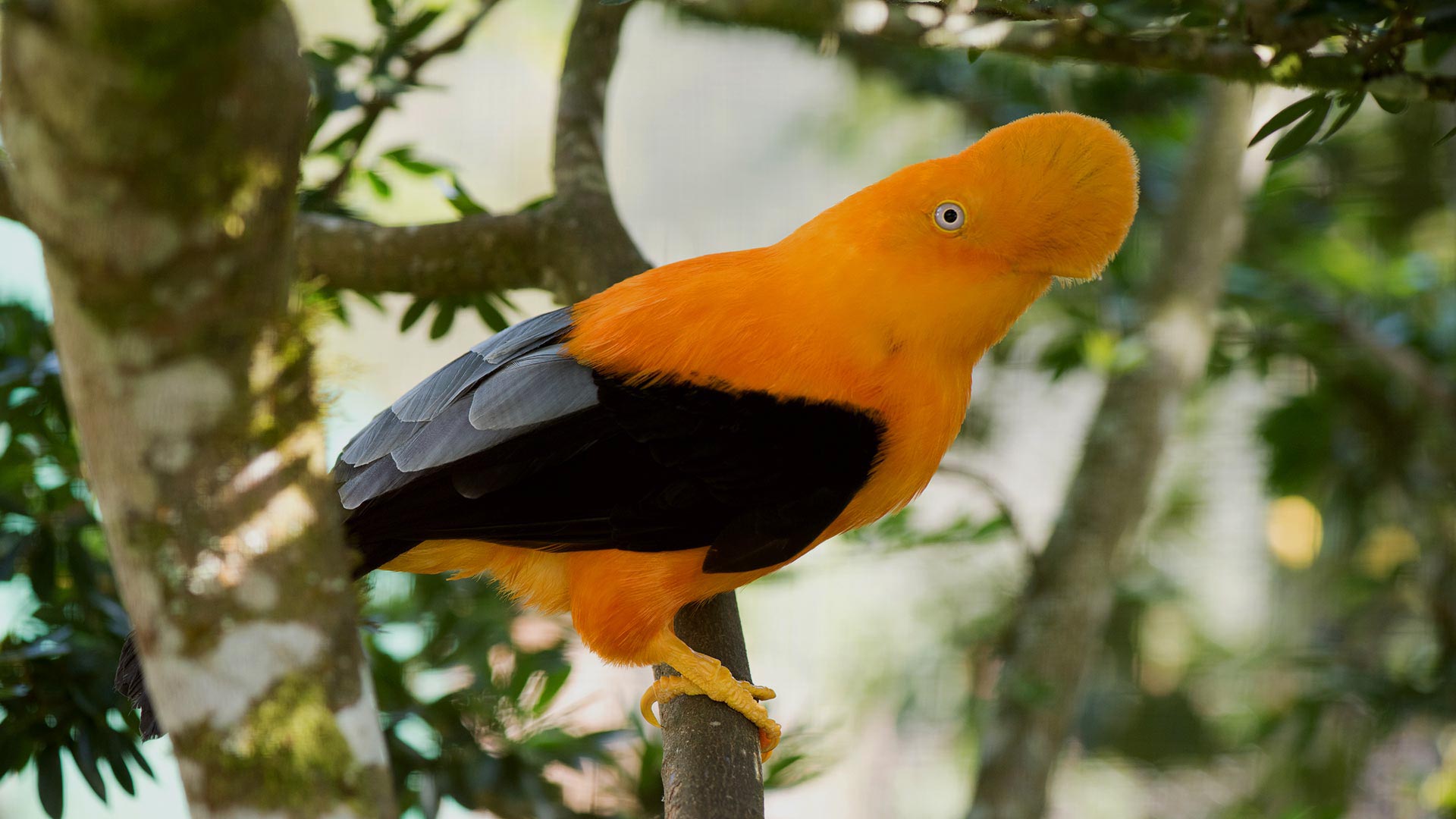 Gallito de las rocas, majestuosa ave emblemática del Perú