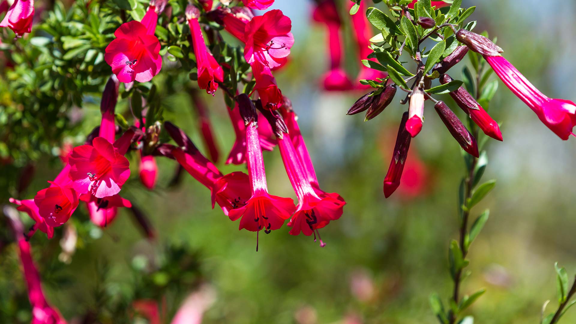 ¿Cuáles son las flores más emblemáticas de Perú?