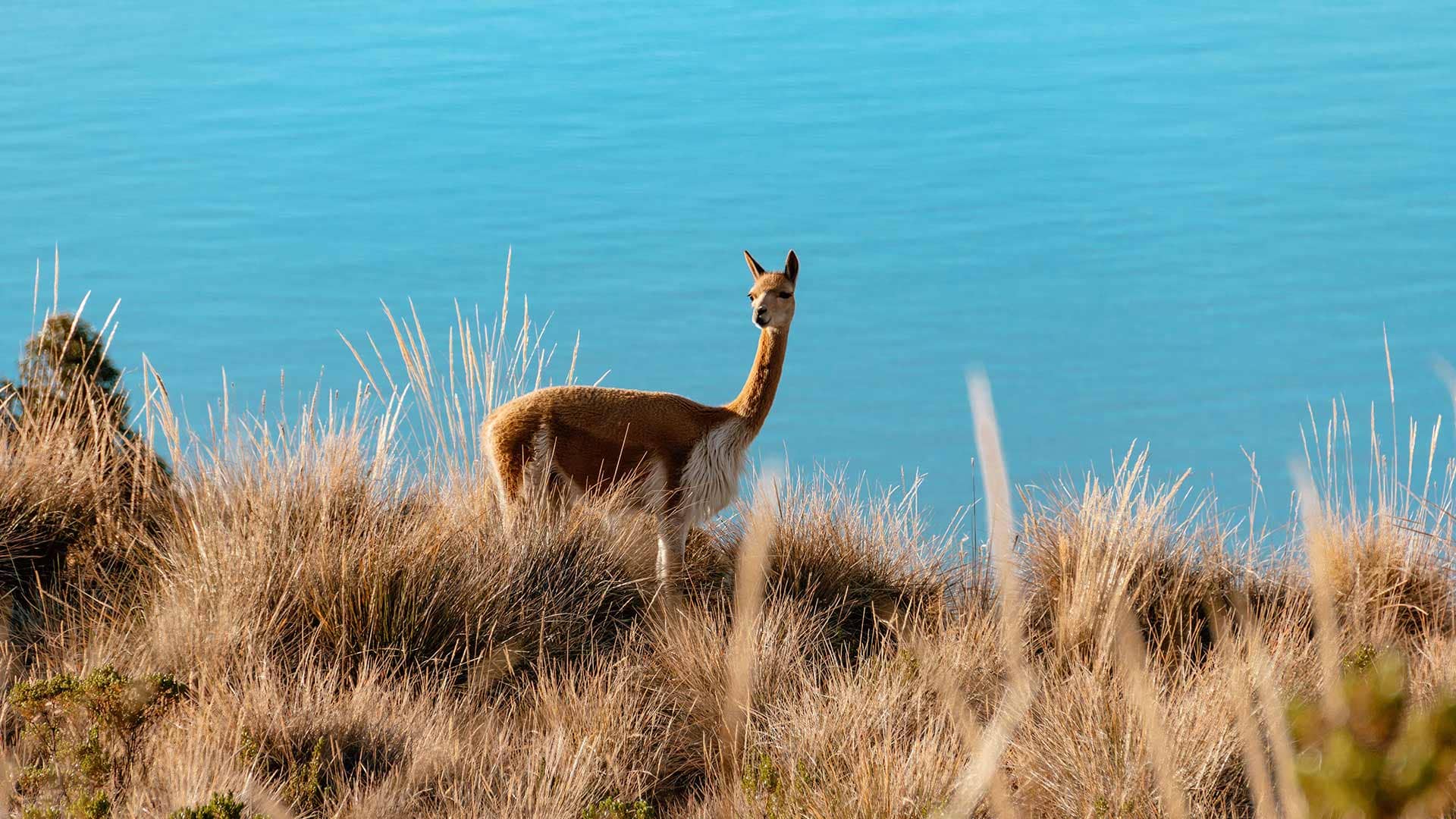 Conoce el Titicaca: el lago navegable más alto del mundo y las especies ...