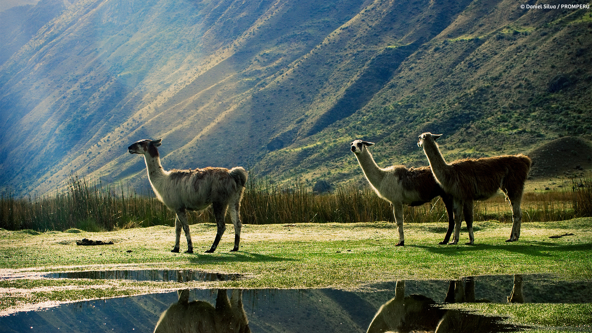 Destinos para observar animales icónicos del Perú: cuy, colibrí ...