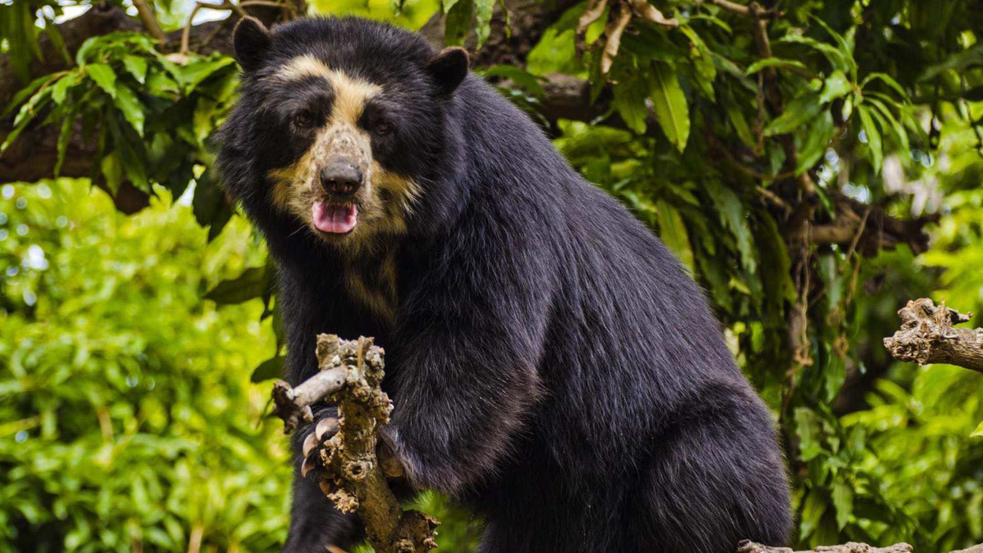 O Que é Especies Endemicas - BRAINCP O Que é Especies Endemicas - BRAINCP