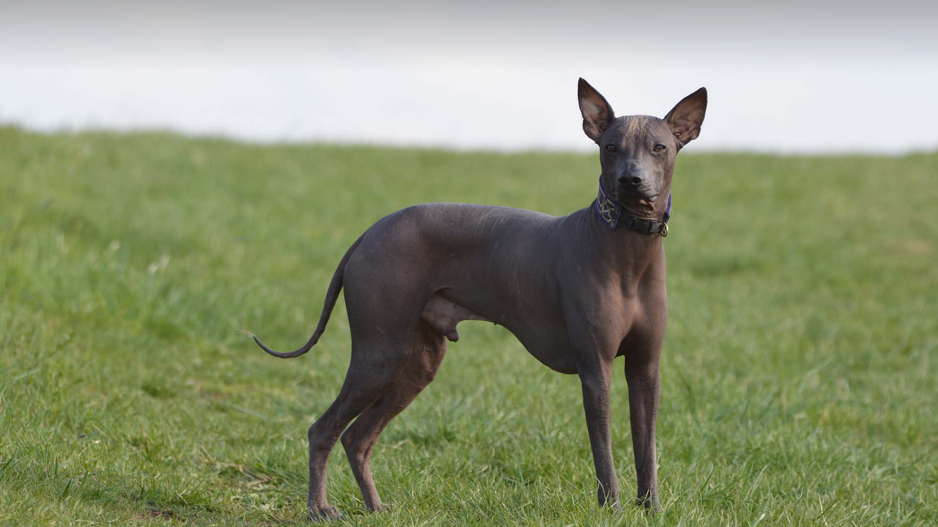 Perro peruano: una raza que existe desde la época precolombina