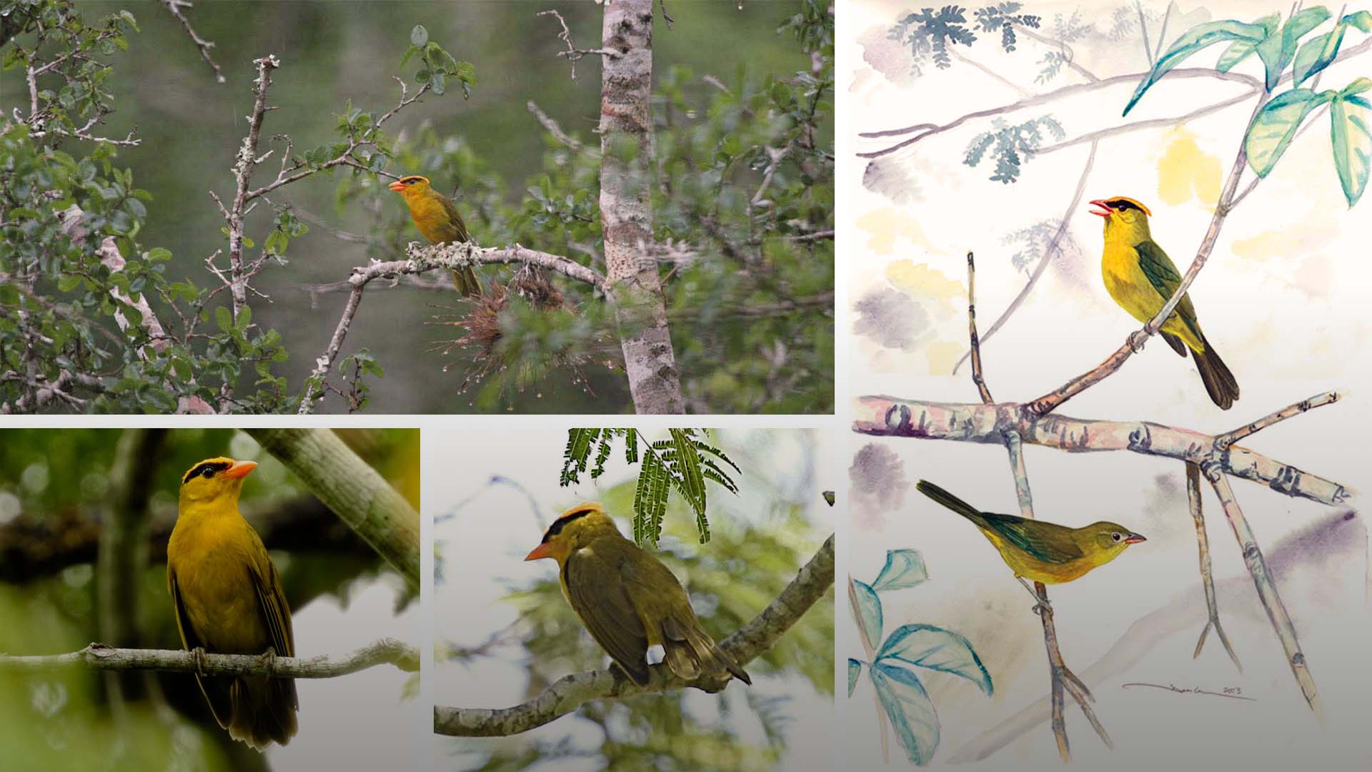 Inti Tanager: a unique bird in the world was discovered in Peru