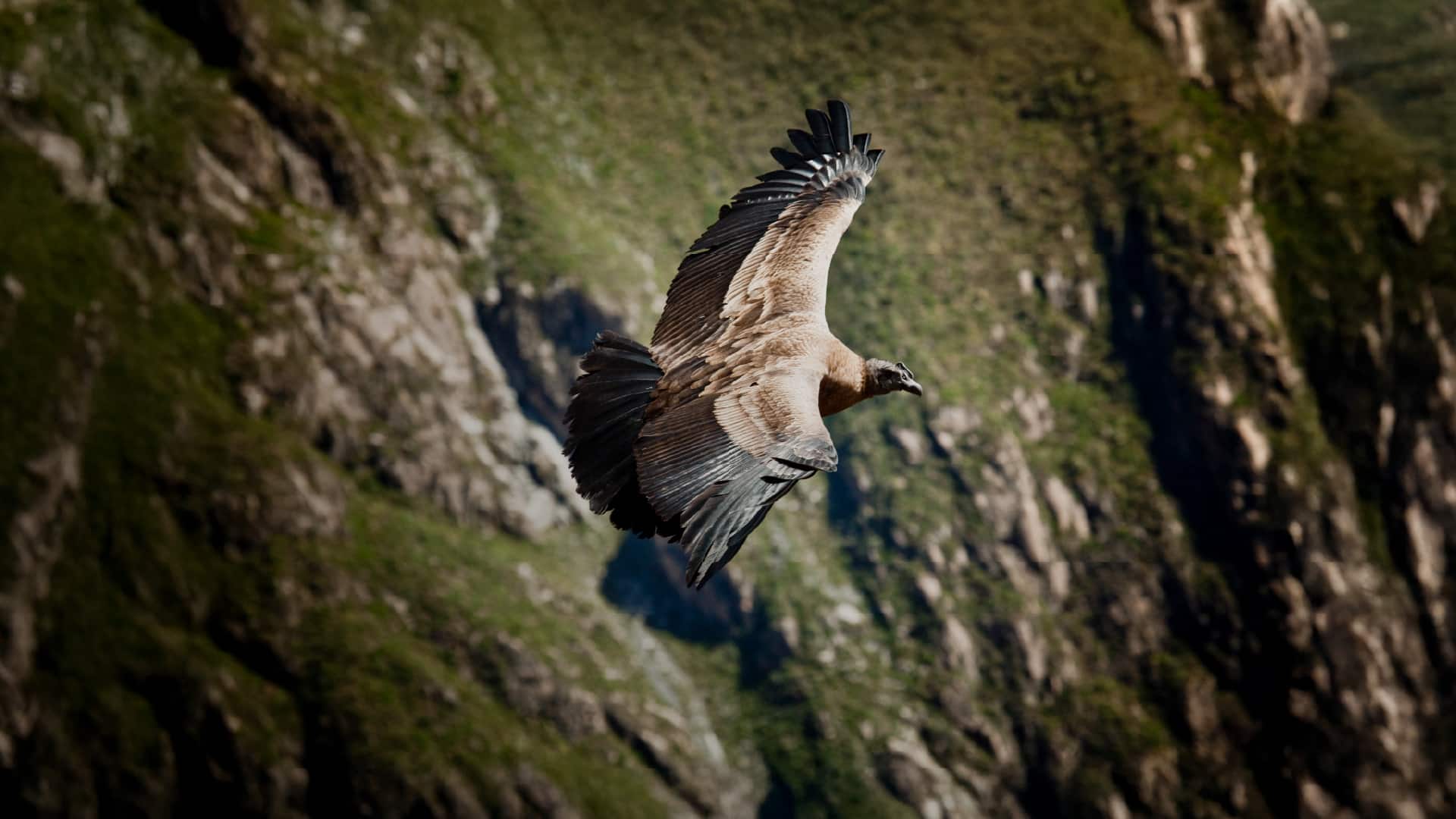 Peru, One of the World’s Top Birdwatching Destinations, Shines at ...