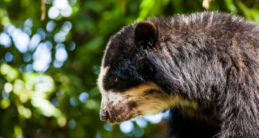 Descubre algunas de las especies endémicas que habitan en Perú