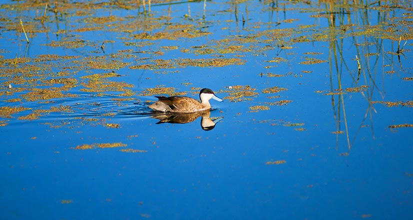 Conoce el Titicaca: el lago navegable más alto del mundo y las especies ...