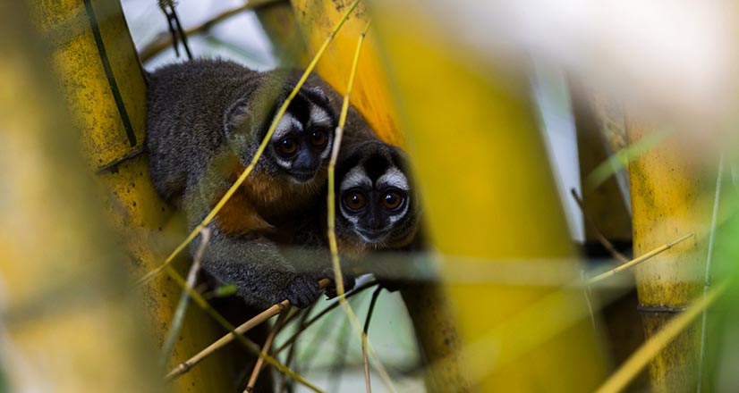 Different species of primates inhabiting Peru