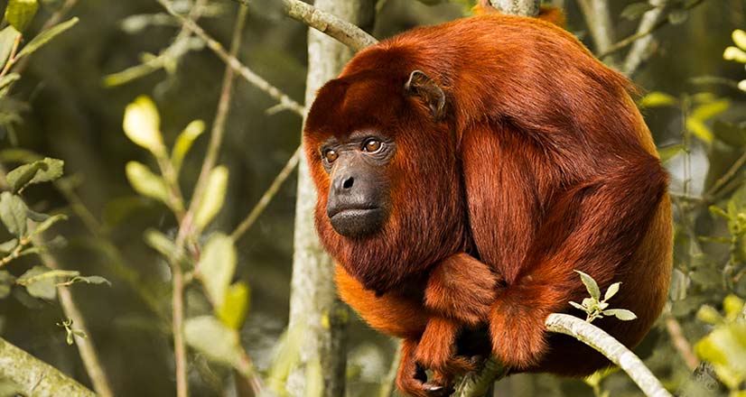 Different species of primates inhabiting Peru