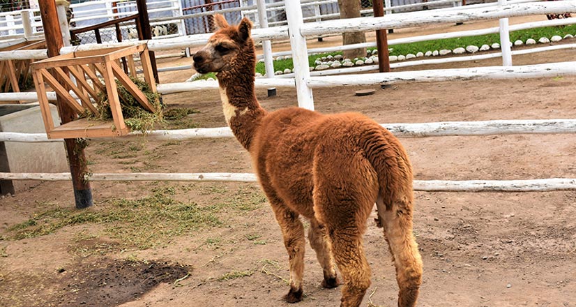 5 lugares en Lima ideales para disfrutar con niños