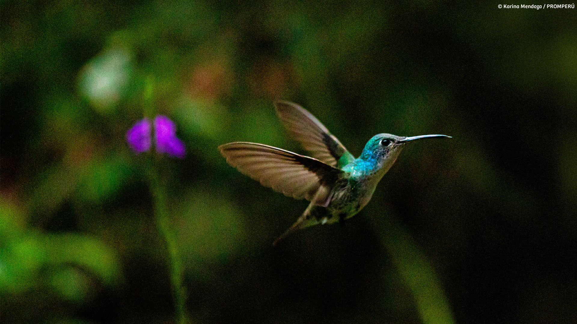Destinations to spot Peru’s iconic animals: Guinea pig, hummingbird ...