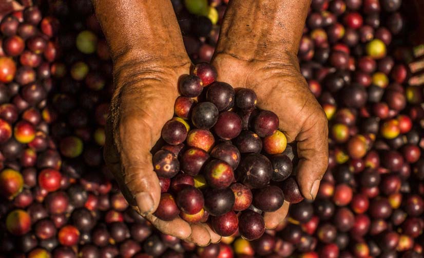¿Cuáles son algunas de las frutas nativas del Perú?