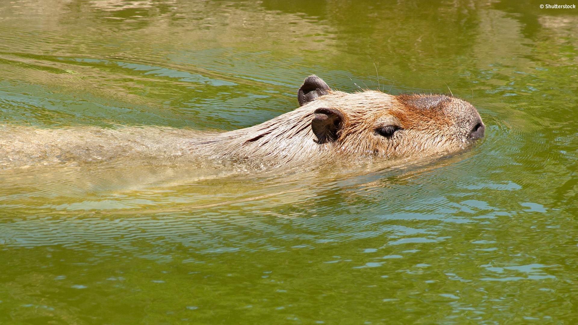 Destinations to spot Peru’s iconic animals: Guinea pig, hummingbird ...
