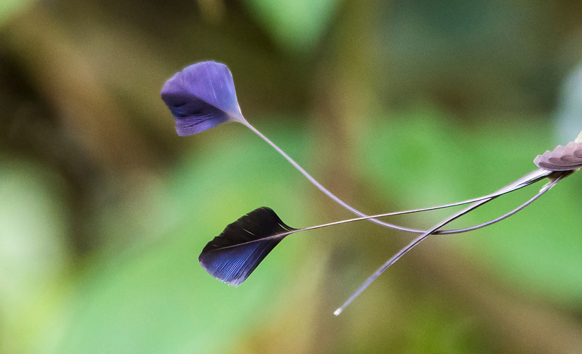Colibrí cola de espátula, el ave más hermosa del mundo, endémica del Perú