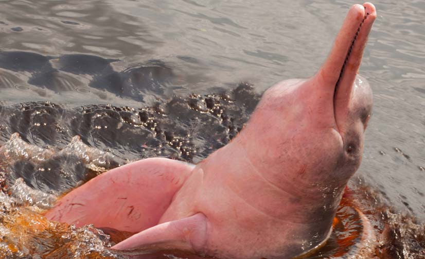 Delfín rosado, una de las especies de agua dulce más hermosas del Río ...
