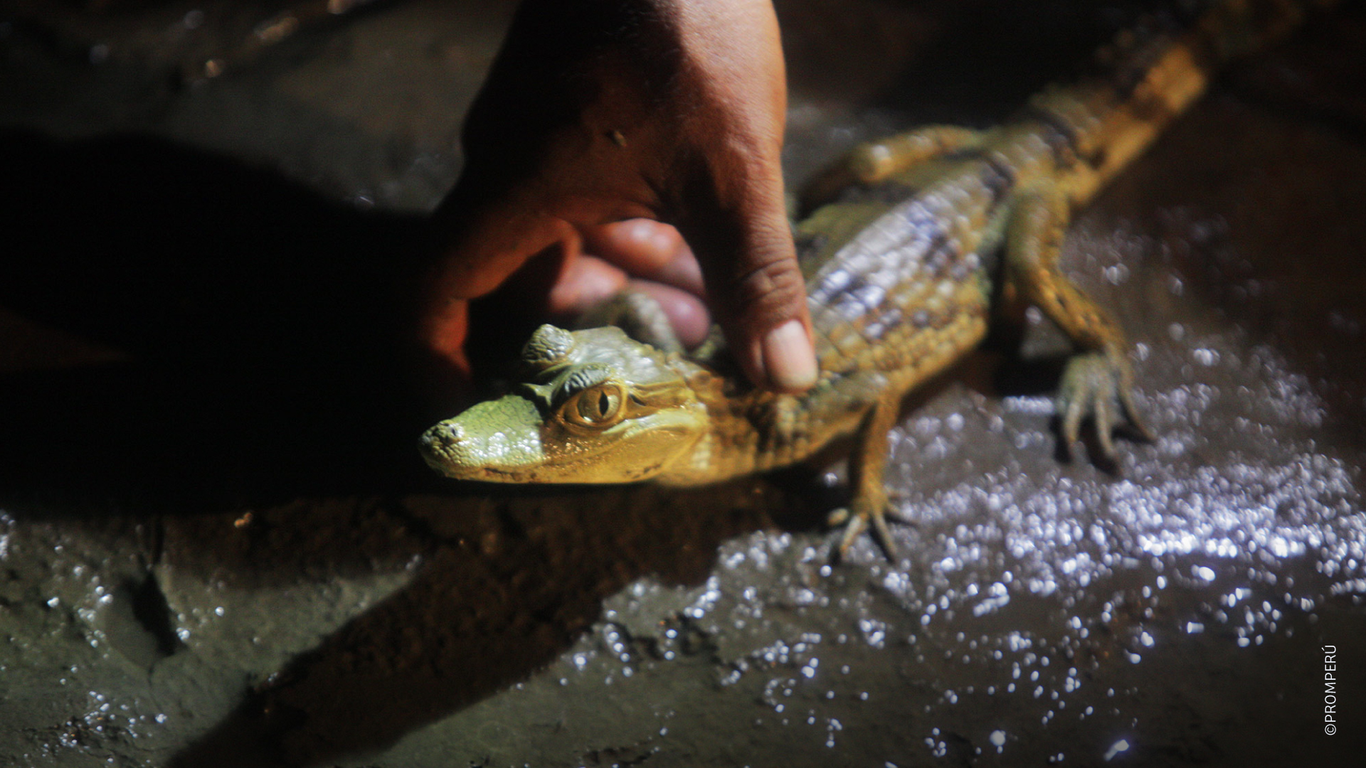 ¿Qué son las tree houses? Conoce el refugio mágico en la Amazonía de Perú