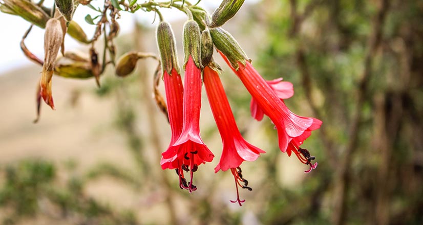 ¿Cuáles son las flores más emblemáticas de Perú?