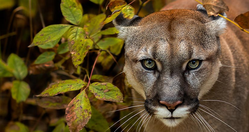 Learn about the animals that were considered sacred in the Inca Empire.