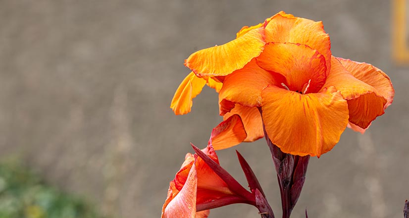¿Cuáles son las flores más emblemáticas de Perú?