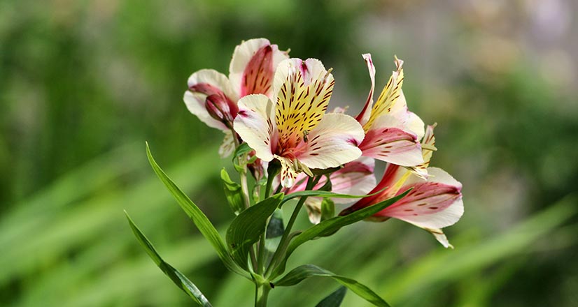 ¿Cuáles son las flores más emblemáticas de Perú?
