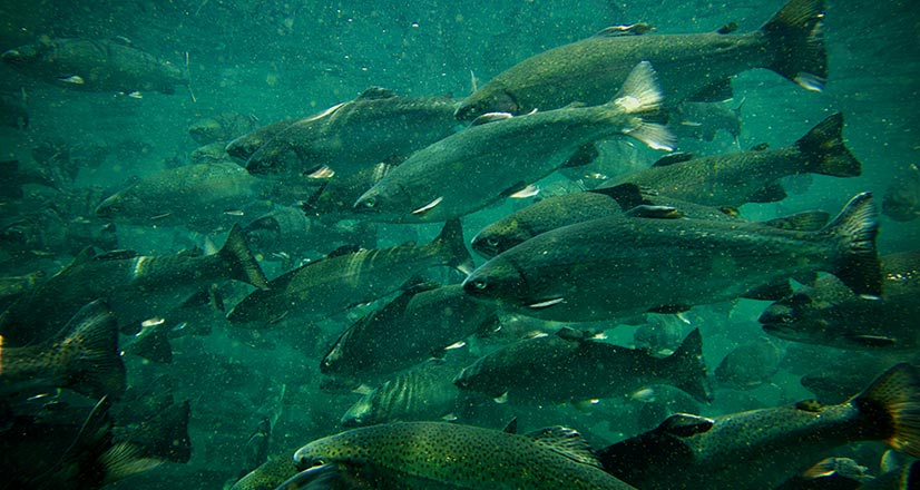 Conoce el Titicaca: el lago navegable más alto del mundo y las especies ...