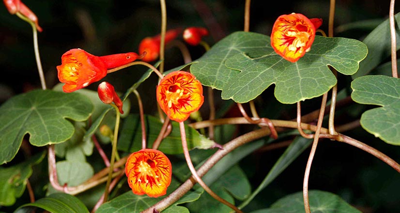 ¿Cuáles son las flores más emblemáticas de Perú?