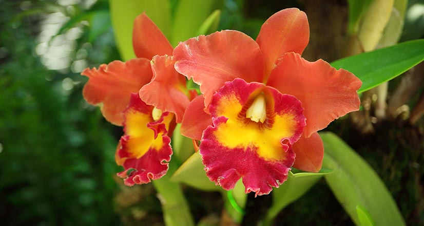¿Cuáles son las flores más emblemáticas de Perú?