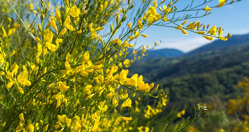 ¿Cuáles son las flores más emblemáticas de Perú?