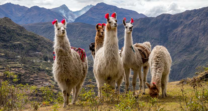 Animal En Los Andes Peruanos