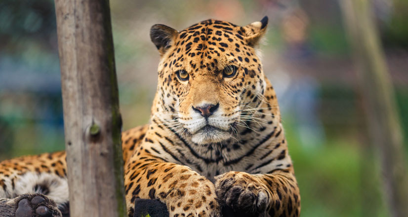 Bosques de Tumbes, Hermosa biodiversidad