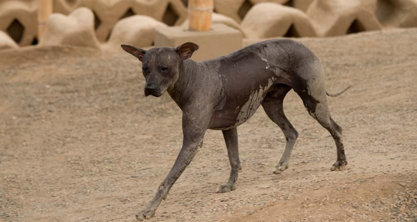 7 especies nativas del Perú que debes conocer