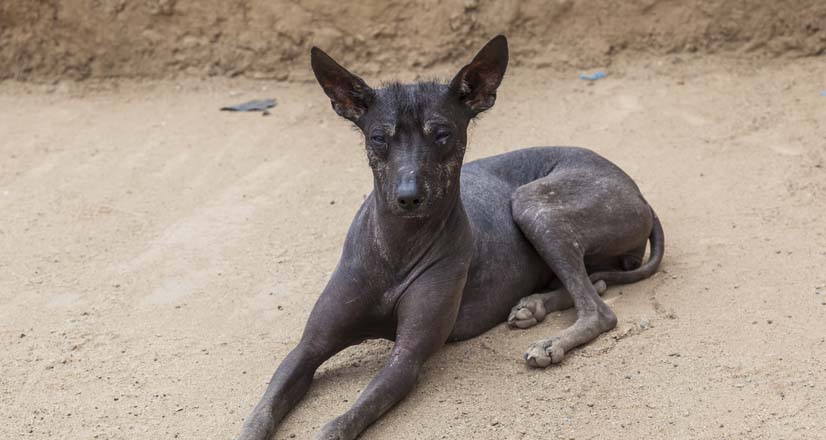 Cachorros De Perros Sin Pelo Perro Xoloitzcuintle: Conoce Al Calvo