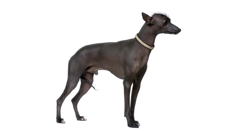 Perro peruano: una raza que existe desde la época precolombina